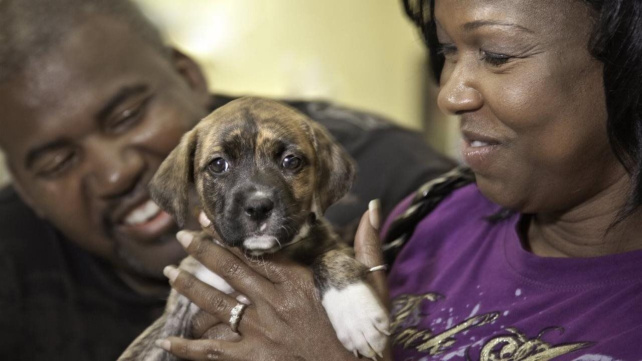 The pet effect: Facts about the incredible human-animal bond - El Popular